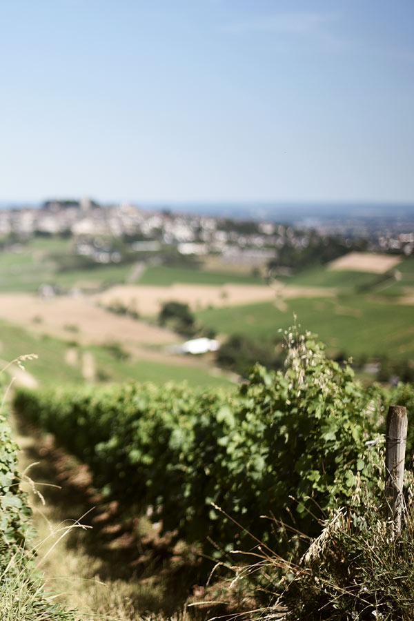 Fournier Père et Fils - Vigneron à Sancerre / Verdigny depuis 1926