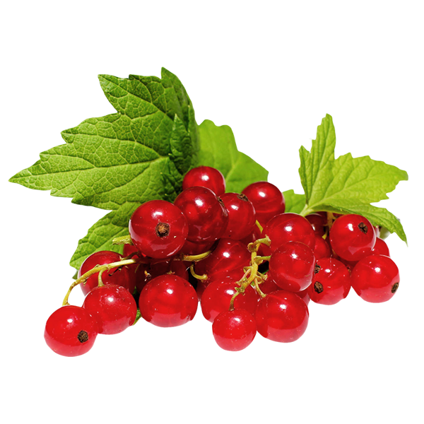 Les Belles Vignes Rosé - Fournier Père et Fils